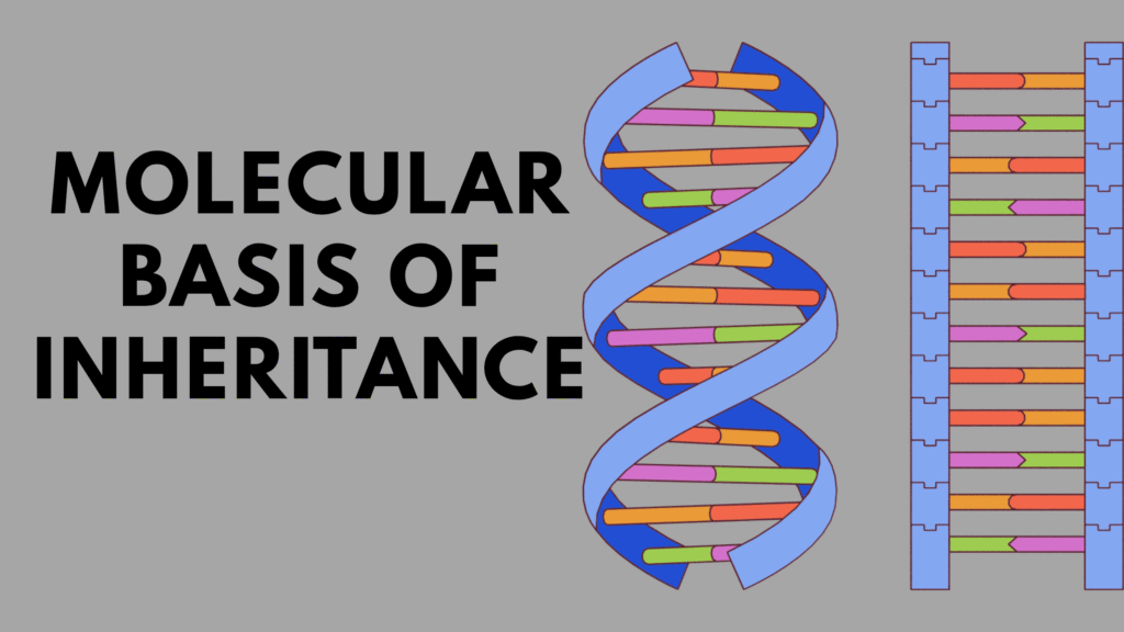 Molecular Basis of Inheritance Class 12 Biology Notes | Complete Guide ...
