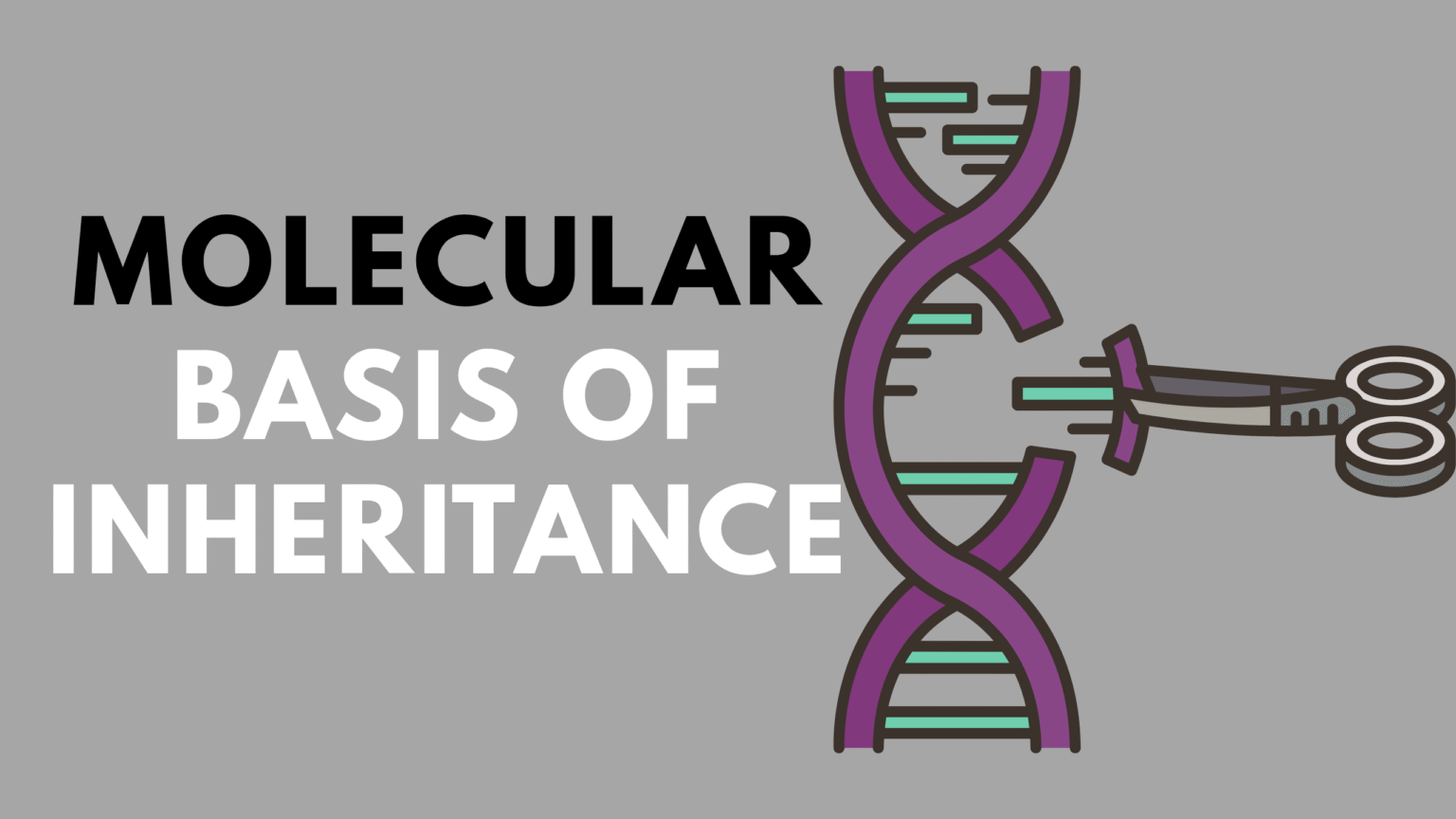 Molecular Basis of Inheritance Class 12 Biology Notes | Complete Guide ...