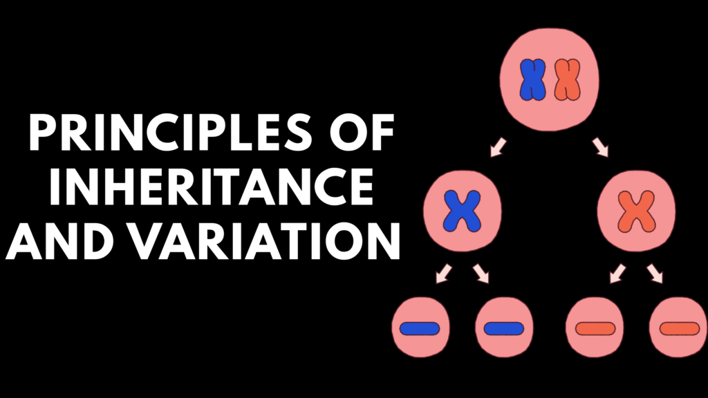 Principles of Inheritance and Variation Class 12 Biology Notes | MCQs ...